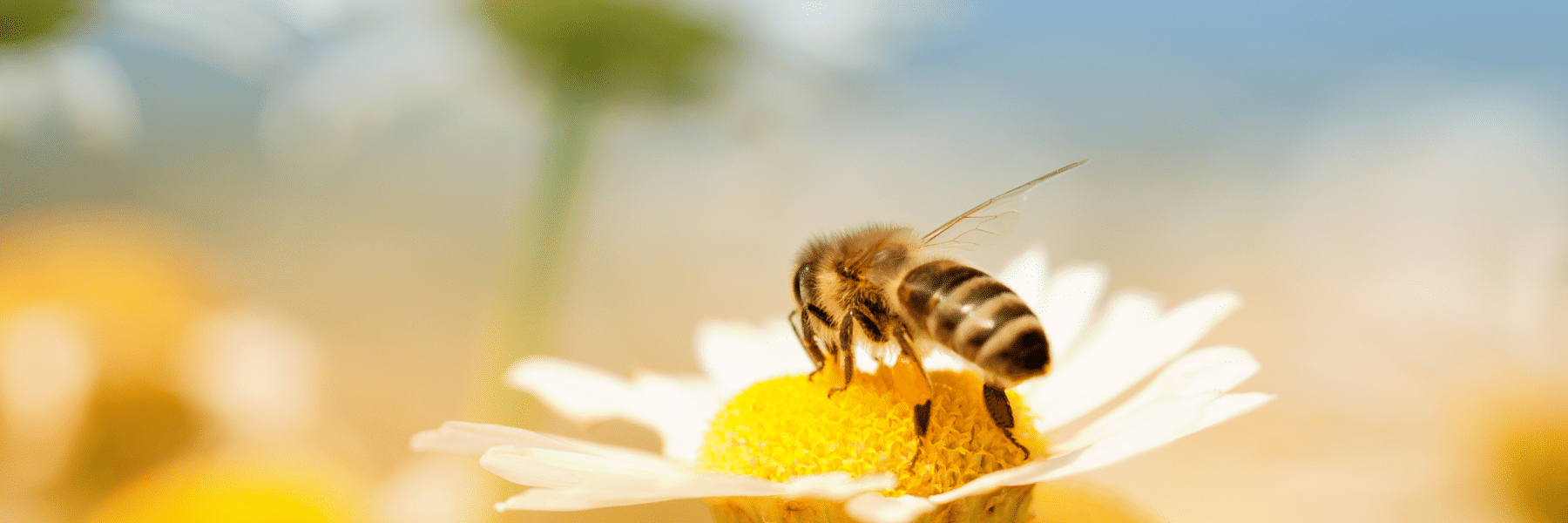 Harrison County Hospital | Bee Award - Harrison County Hospital